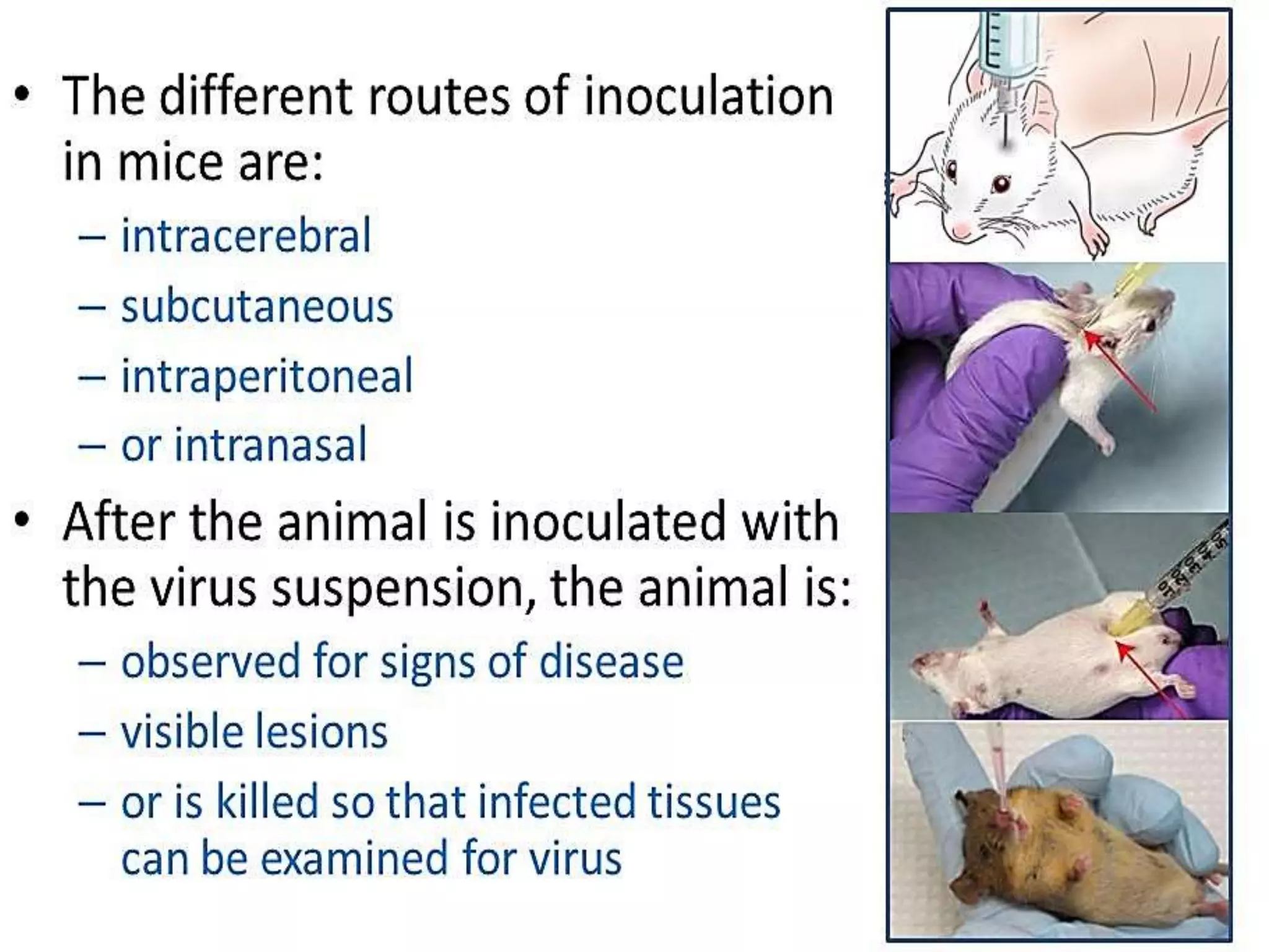 Lab diagnosis of viral infections | PPTX
