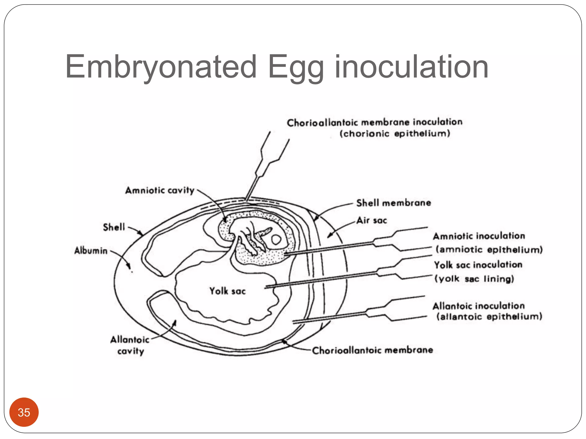 lab diagnosis of viral infections - mayuri.pptx