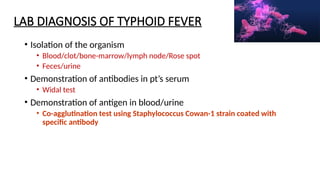 lab diagnosis salmonella for medical students.pptx