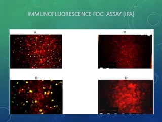Lab diagnosis of viral infection | PPT
