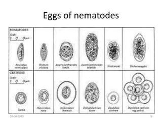 Parasite Eggs In Stool