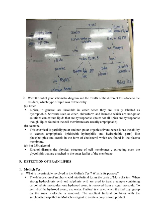 Lab Document_Lipids.docx | Chemistry | Science
