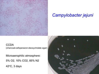 Labdx g iinfection_print | PDF