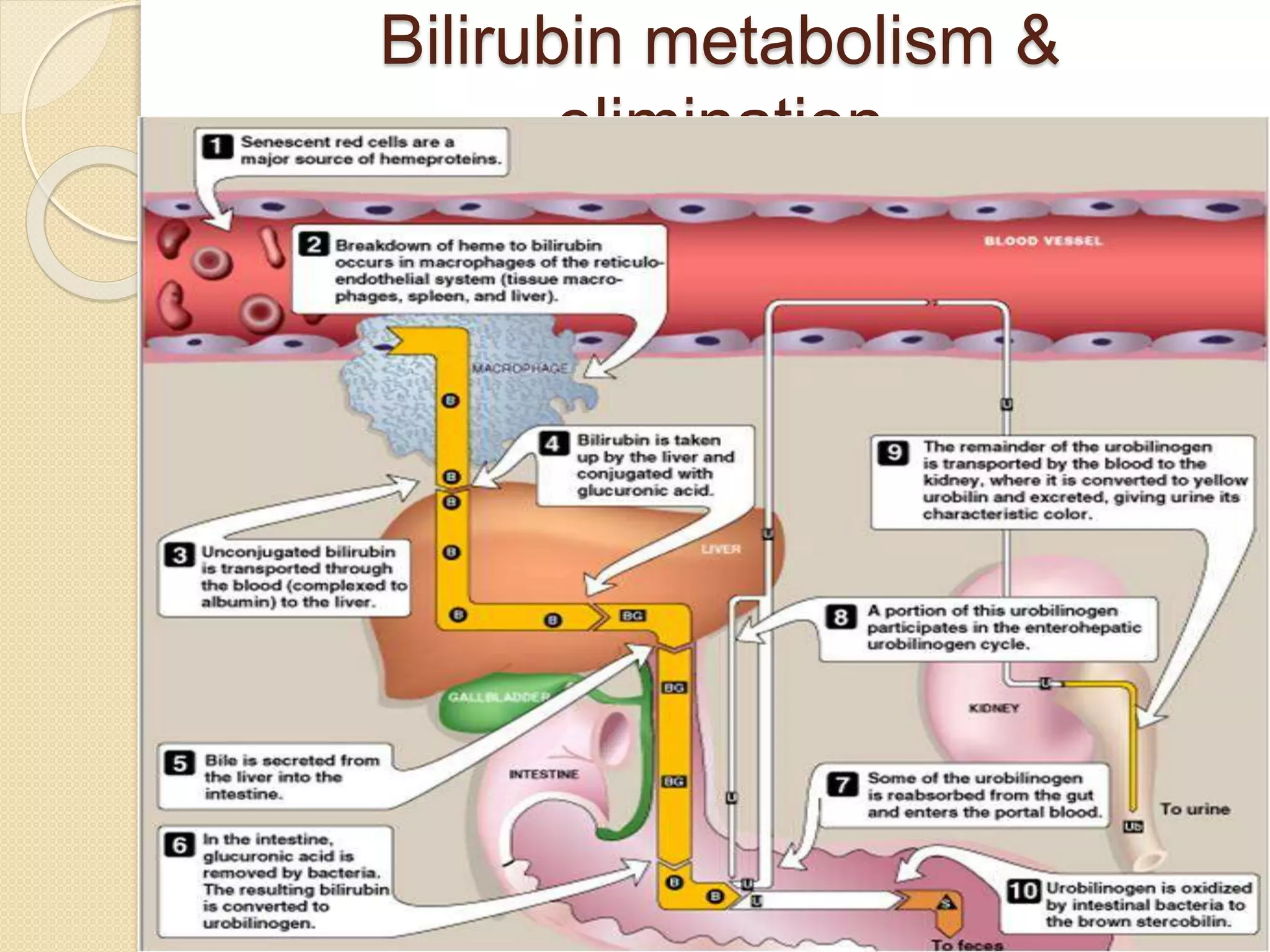 Laboratory Diagnosis of Jaundice | PPTX