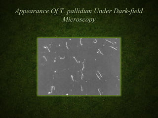 Lab diagnosis of syphilis | PPT