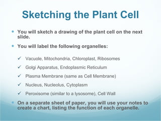 Label animal cell) | PPT