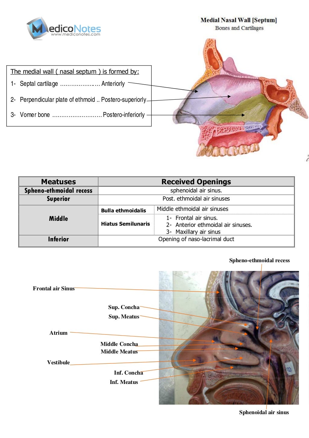 Anatomy Models Labeled