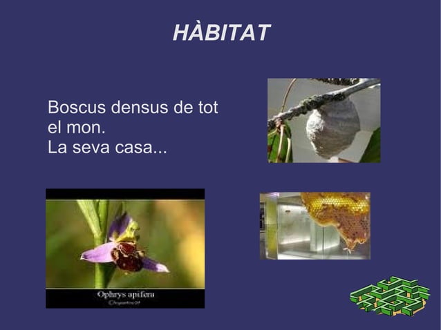 L'abella de la mel | PPT