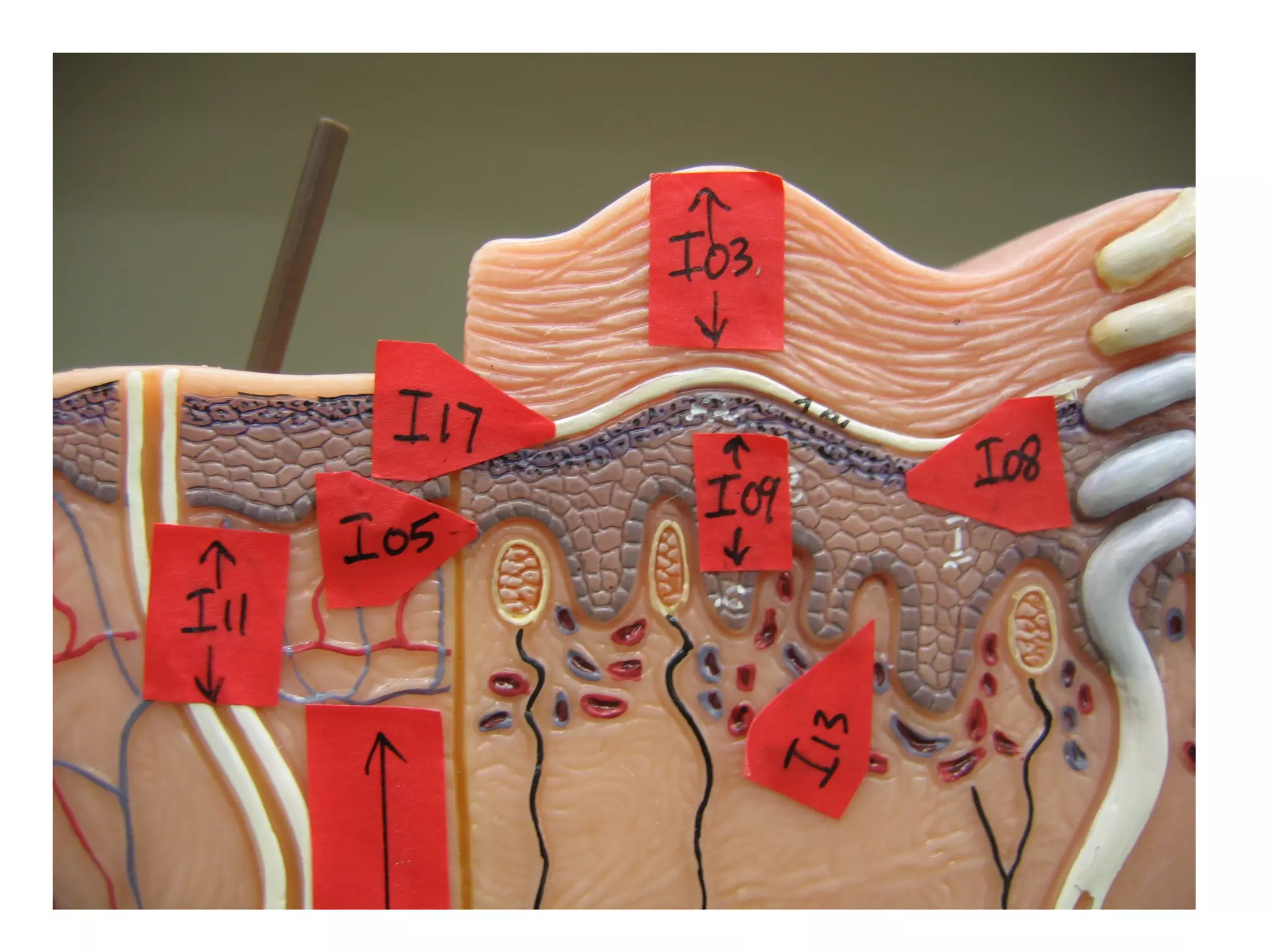 Labelled Integumentary System | PPT