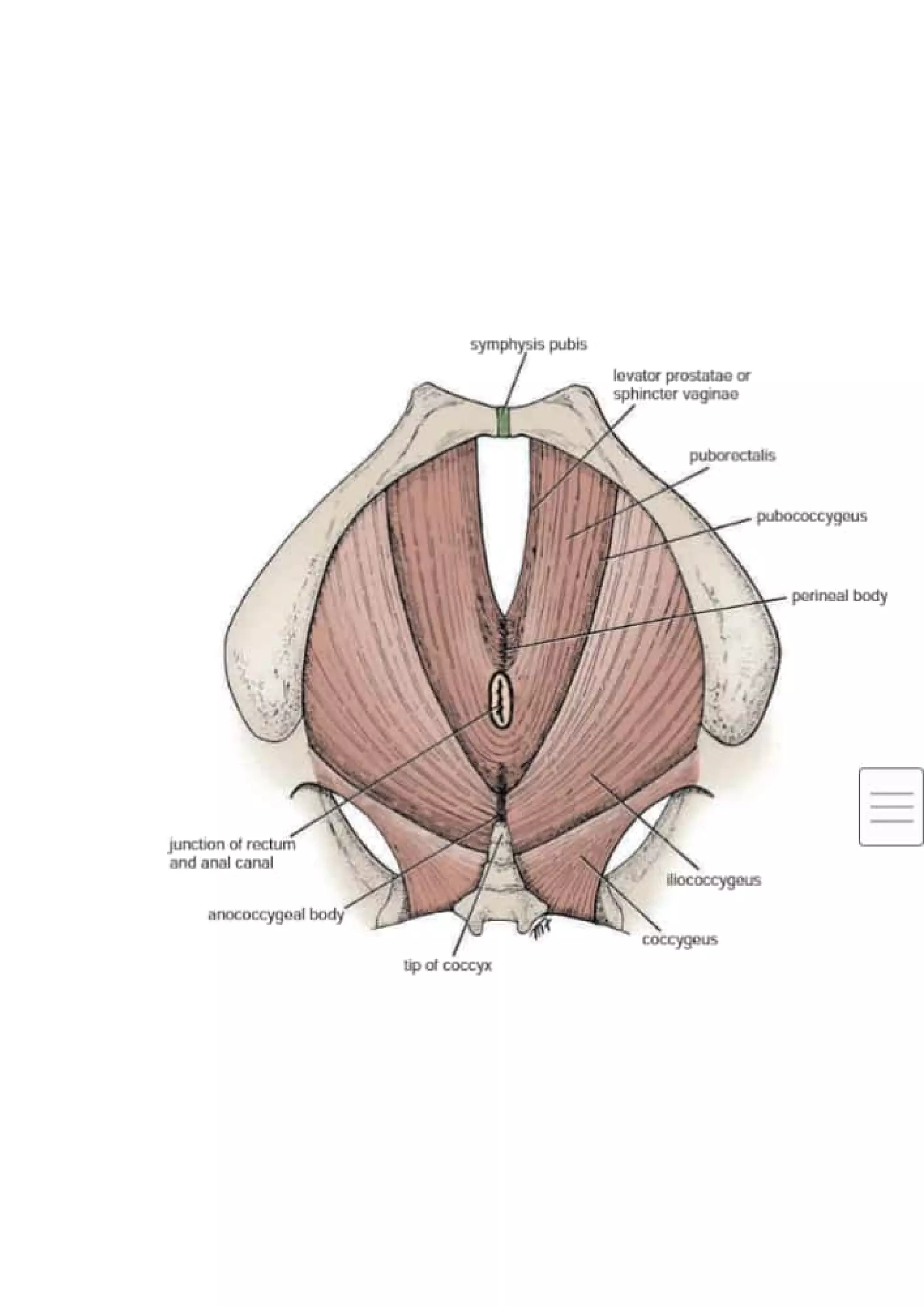 Labelled models of abdomen and pelvis OSPE | PDF