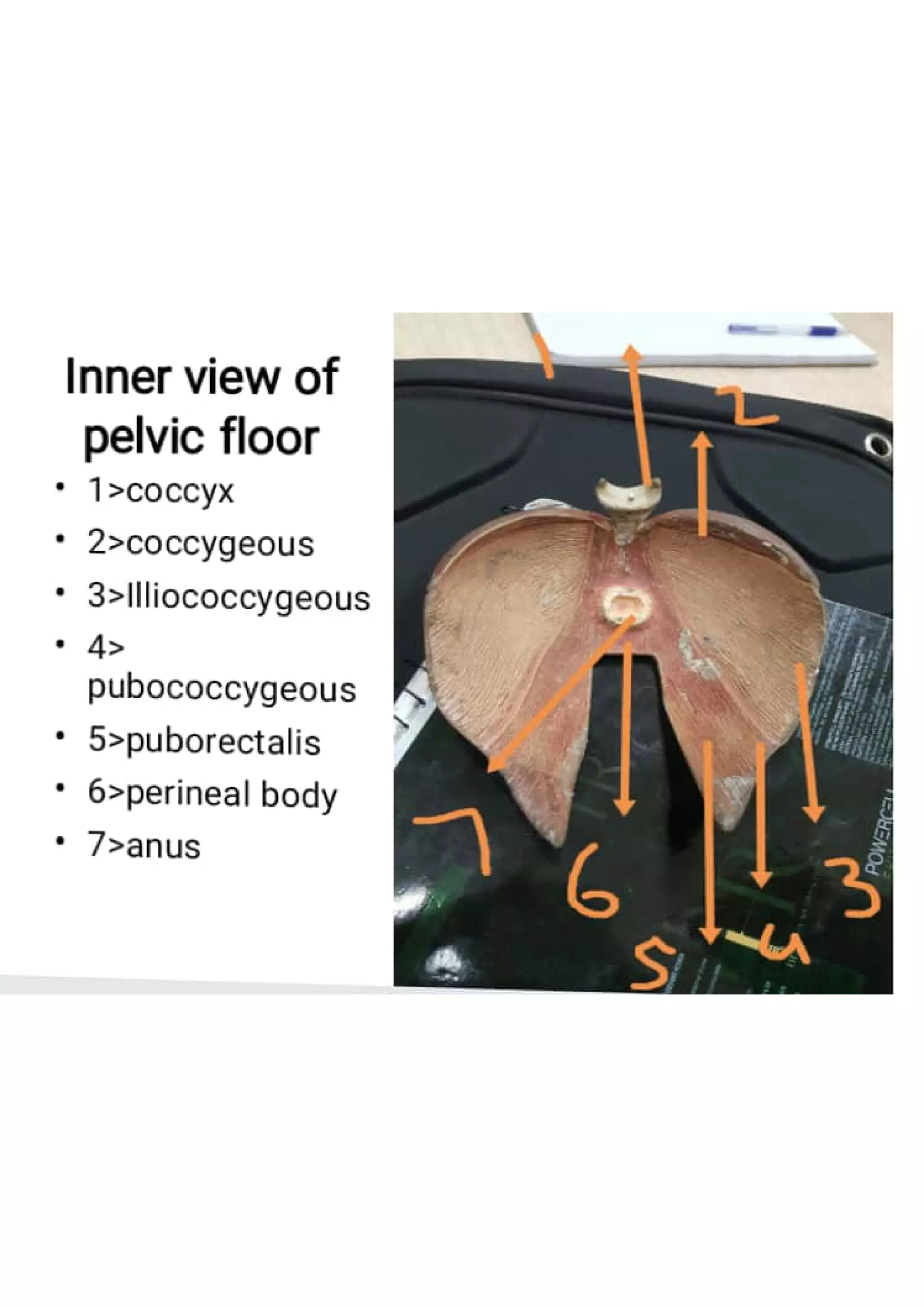Labelled models of abdomen and pelvis OSPE | PDF