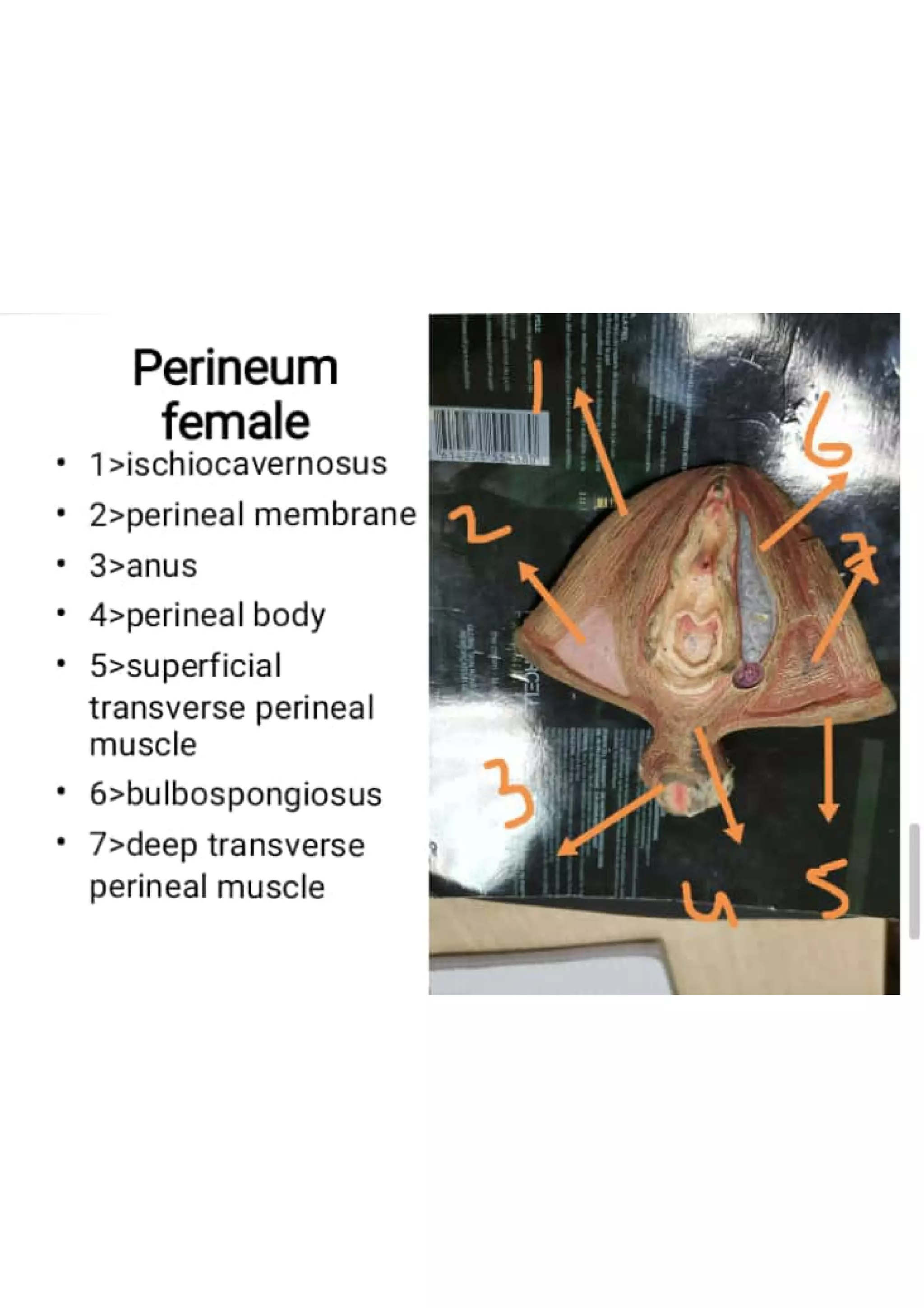 Labelled models of abdomen and pelvis OSPE | PDF