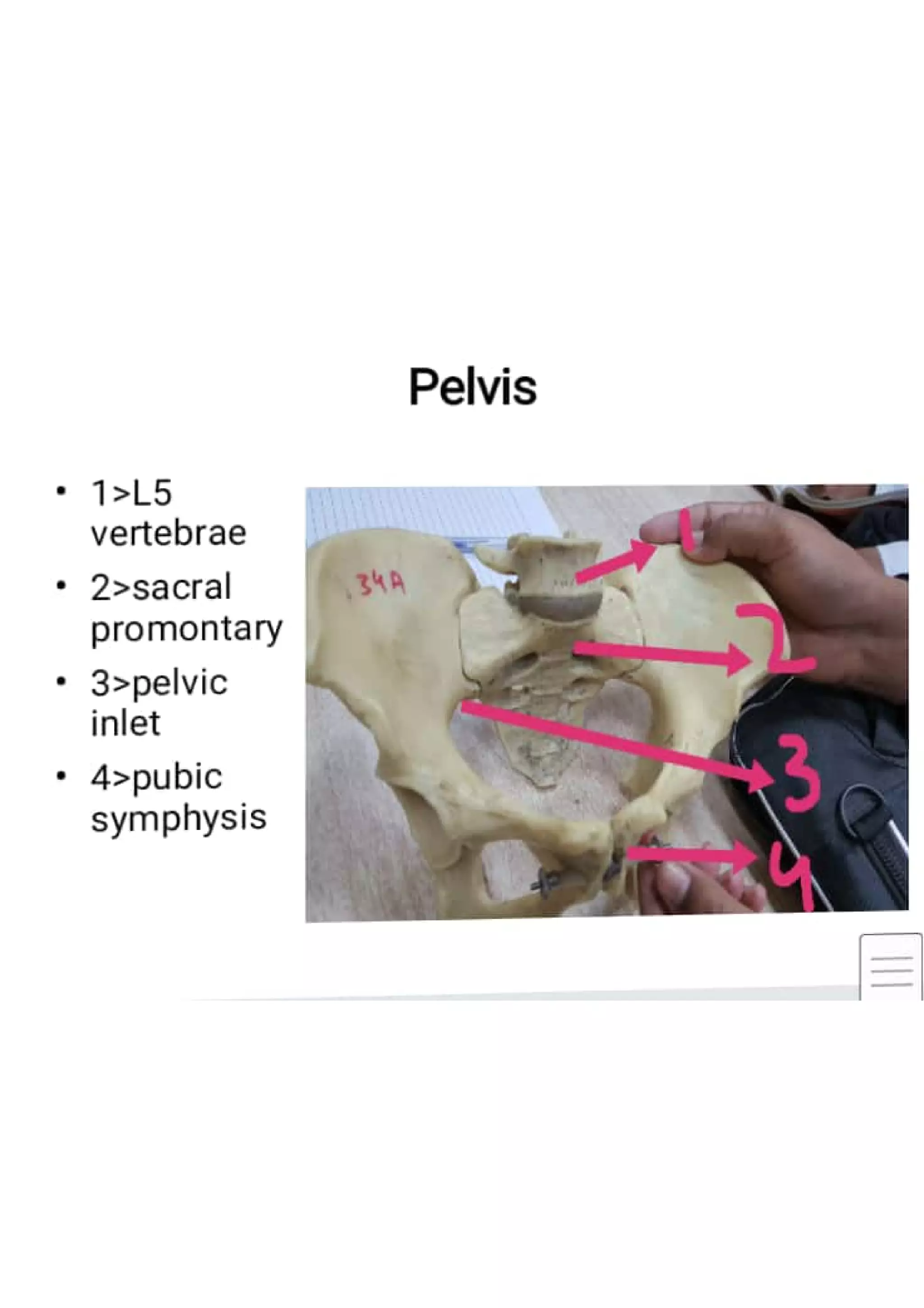Labelled models of abdomen and pelvis OSPE | PDF