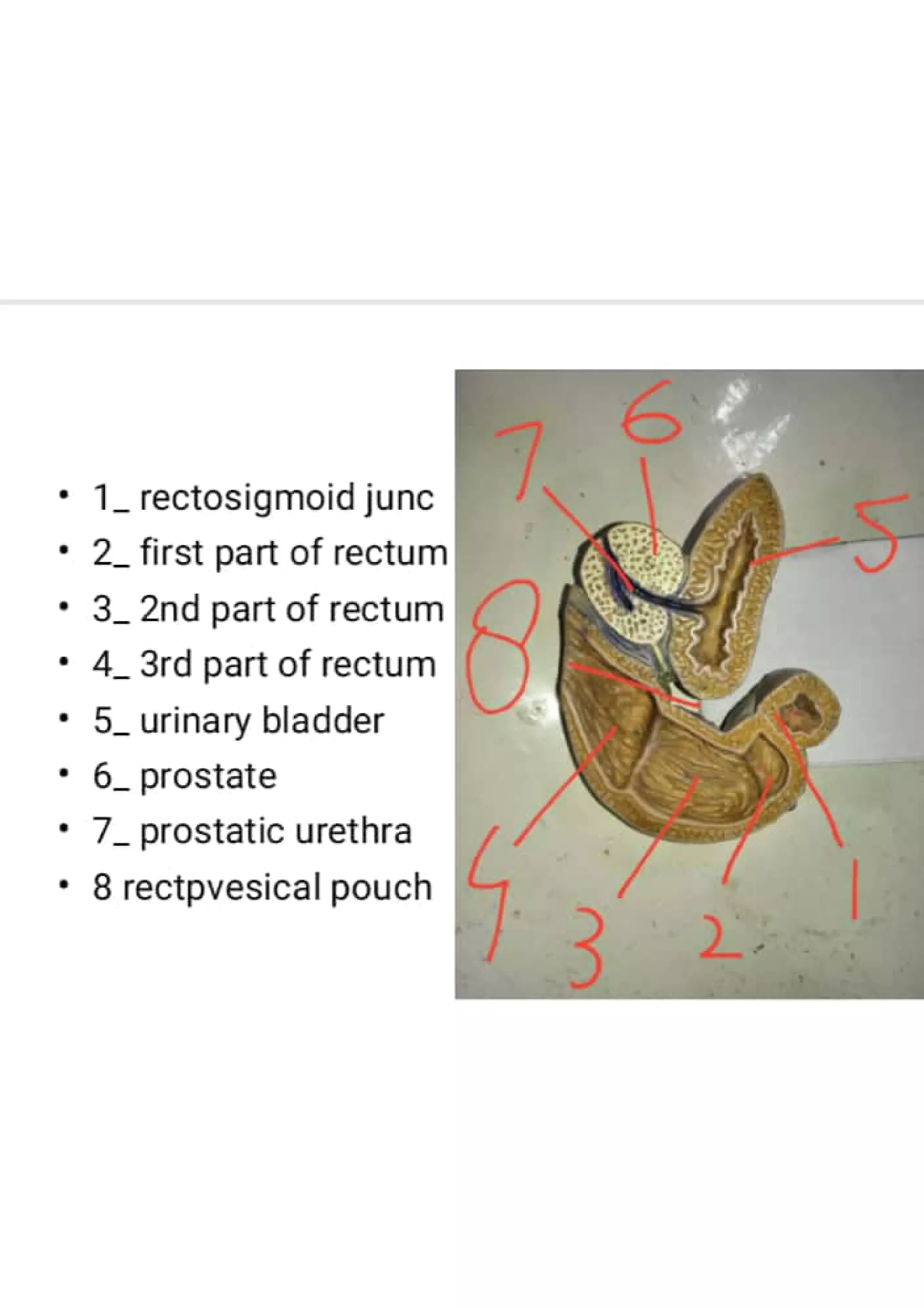 Labelled models of abdomen and pelvis OSPE | PDF