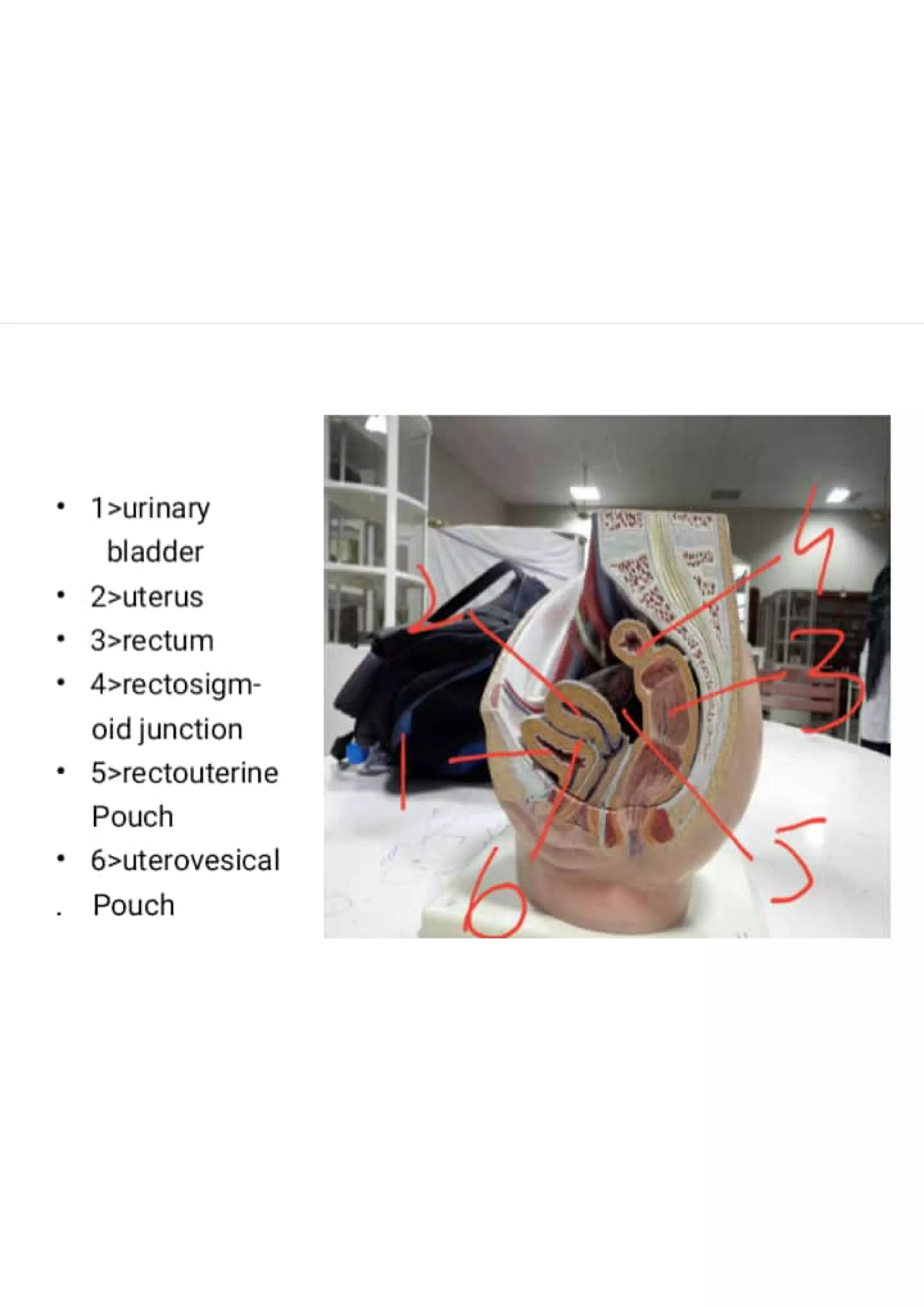 Labelled models of abdomen and pelvis OSPE | PDF