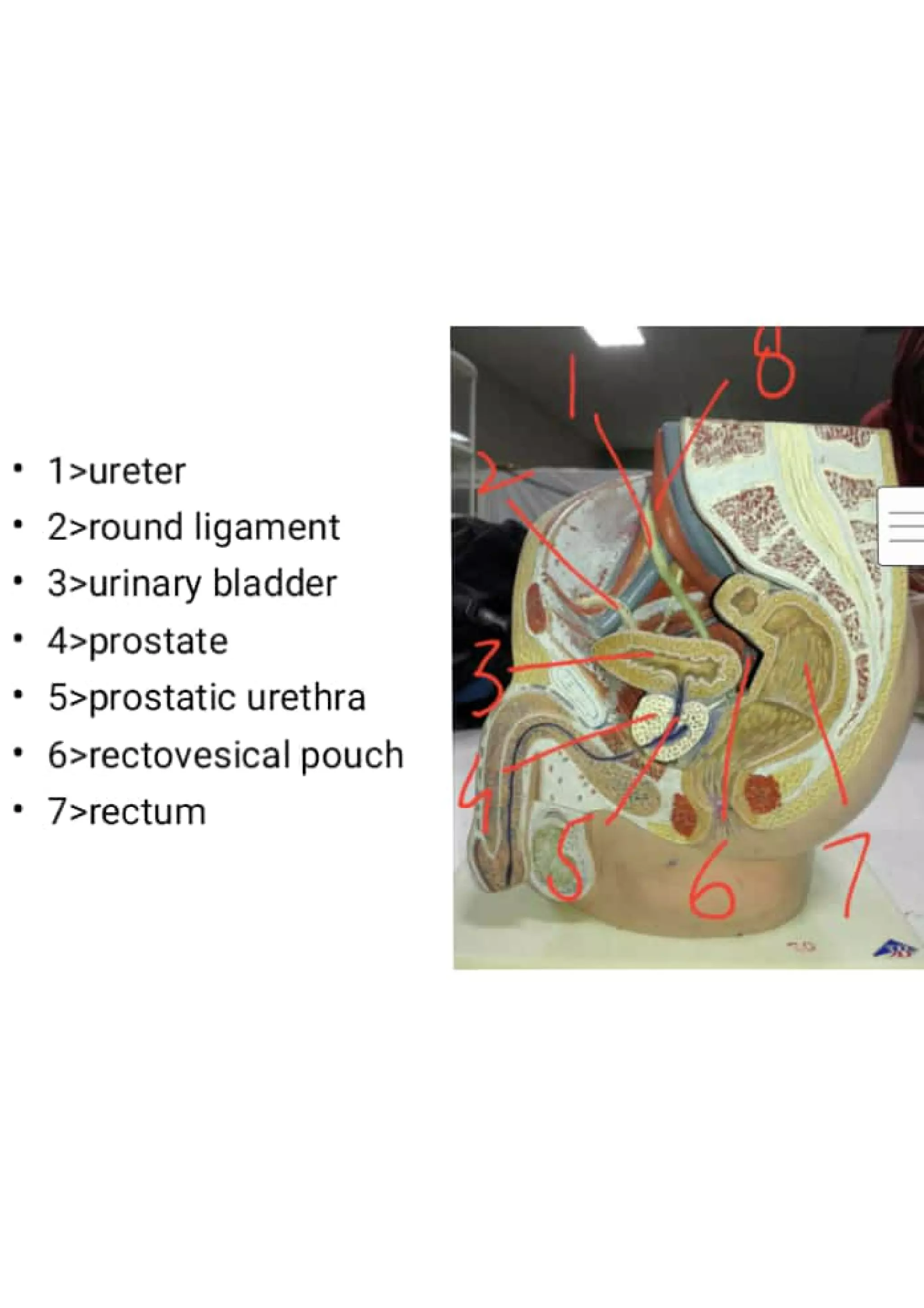 Labelled models of abdomen and pelvis OSPE | PDF