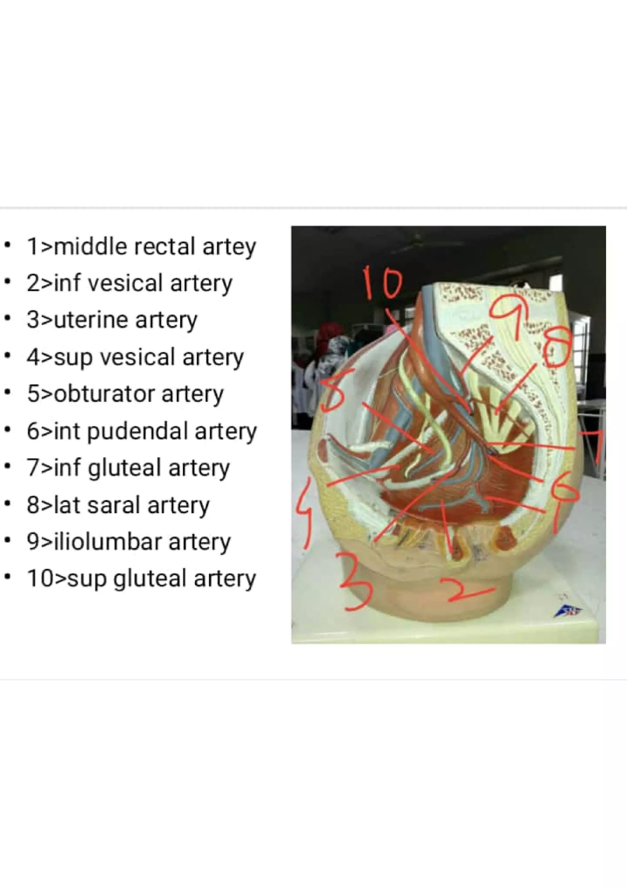 Labelled models of abdomen and pelvis OSPE | PDF
