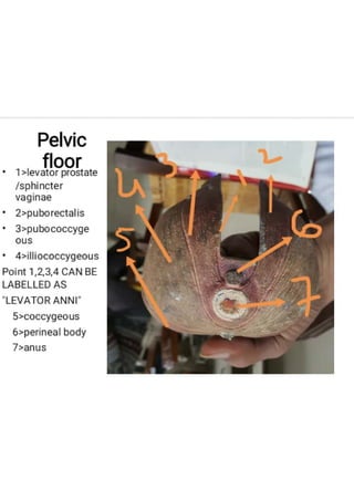 Labelled models of abdomen and pelvis OSPE | PDF