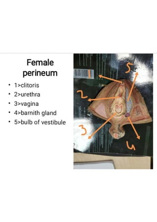 Labelled models of abdomen and pelvis OSPE | PDF