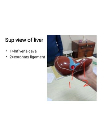 Labelled models of abdomen and pelvis OSPE | PDF