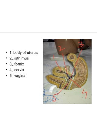 Labelled models of abdomen and pelvis OSPE | PDF