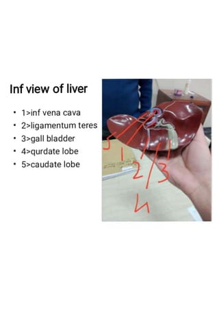 Labelled models of abdomen and pelvis OSPE | PDF