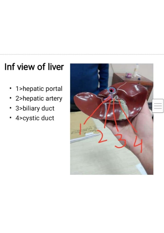 Labelled models of abdomen and pelvis OSPE | PDF