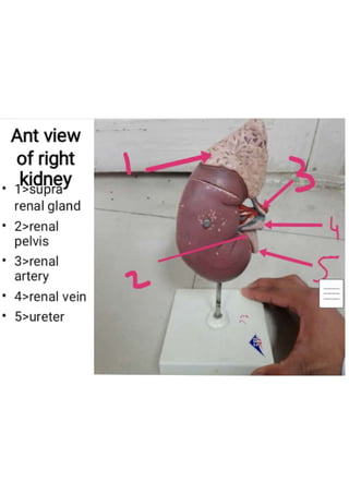 Labelled models of abdomen and pelvis OSPE | PDF