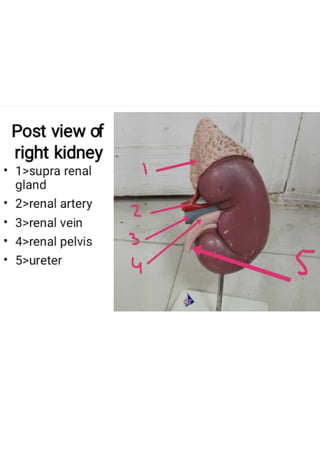 Labelled models of abdomen and pelvis OSPE | PDF