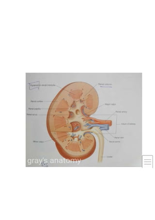 Labelled models of abdomen and pelvis OSPE | PDF