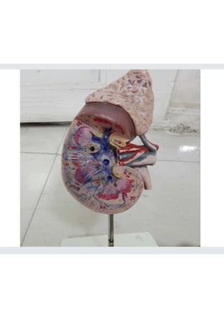 Labelled models of abdomen and pelvis OSPE | PDF