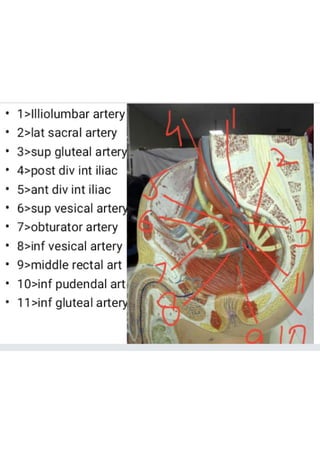 Labelled models of abdomen and pelvis OSPE | PDF