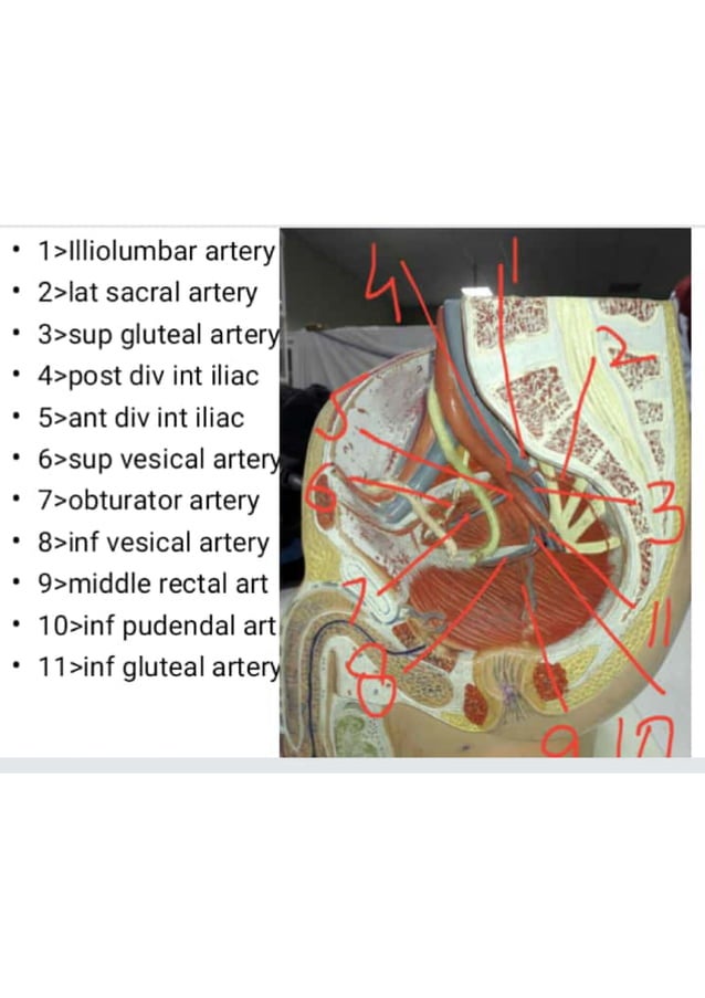 Labelled models of abdomen and pelvis OSPE | PDF