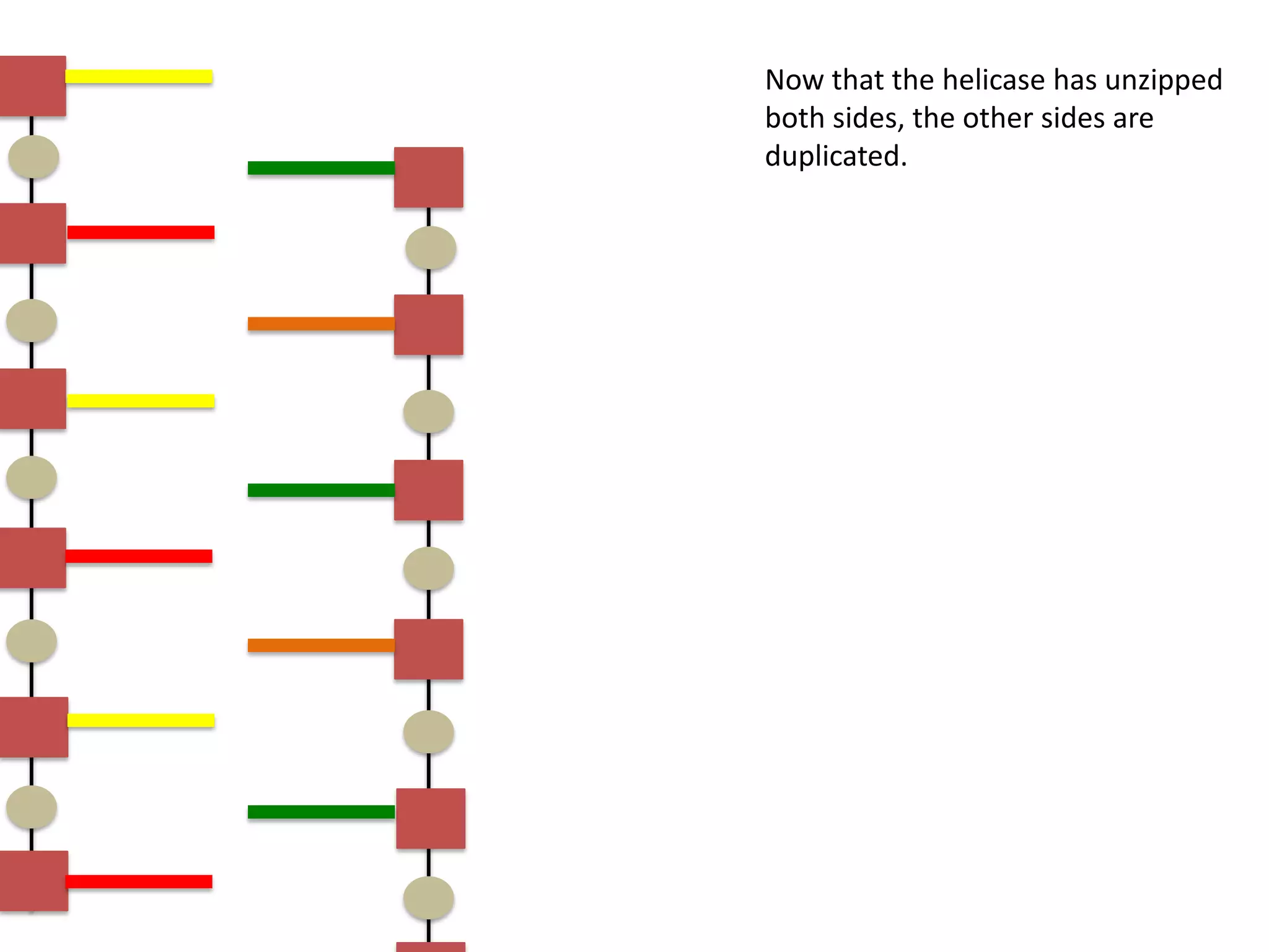 La bellekatiedna replicationproject | PPTX