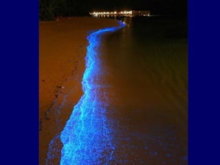 La belleza de la luz azul | PPS | Biological Sciences | Science