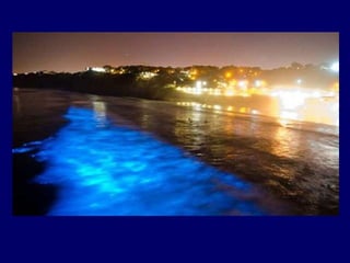 La belleza de la luz azul | PPS | Biological Sciences | Science