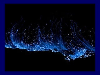 La belleza de la luz azul | PPS | Biological Sciences | Science
