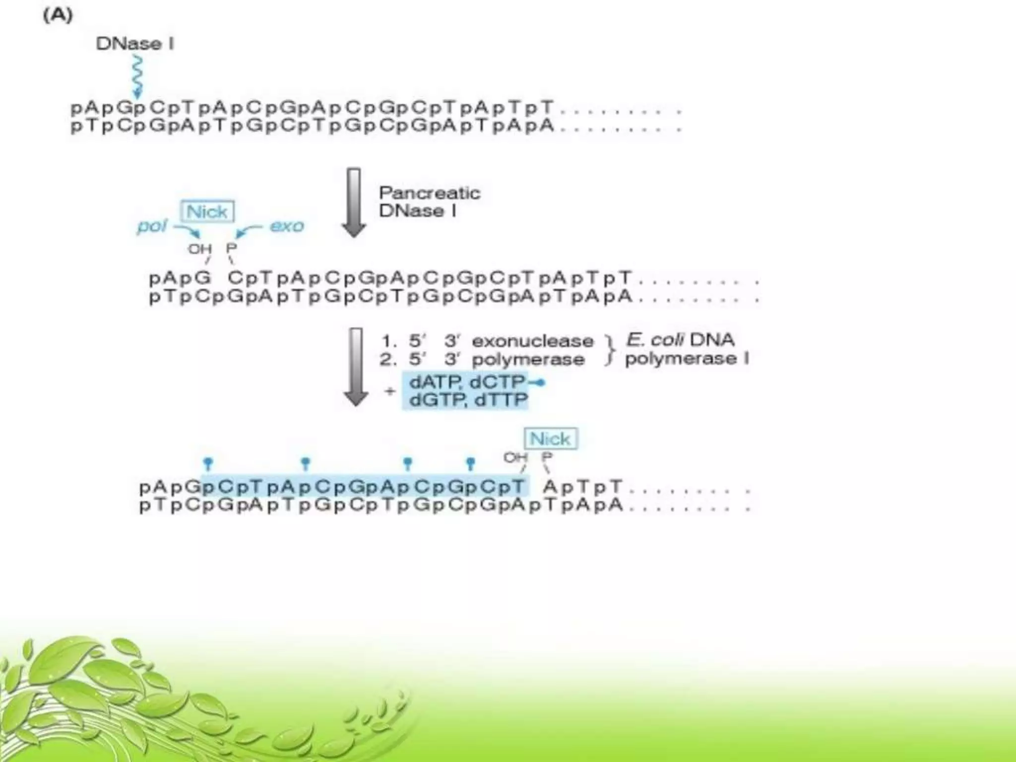 Labelling of dna | PPTX