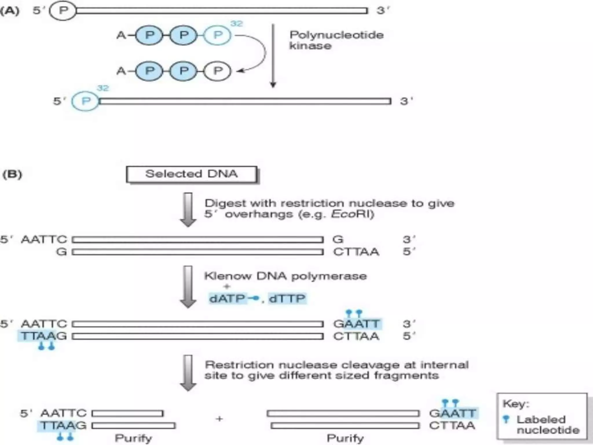 Labelling of dna | PPTX