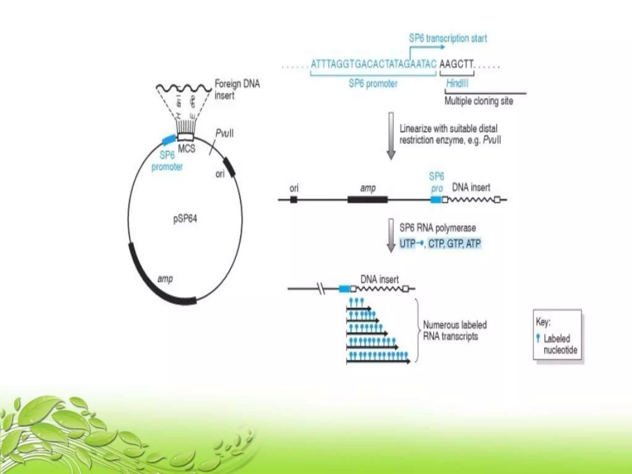 Labelling of dna | PPTX