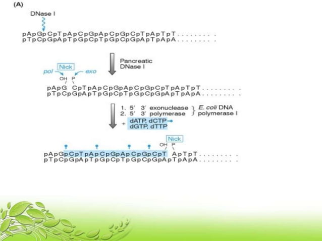 Labelling of dna | PPTX
