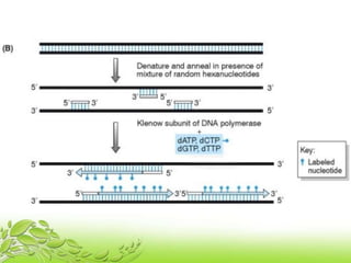 Labelling of dna | PPTX