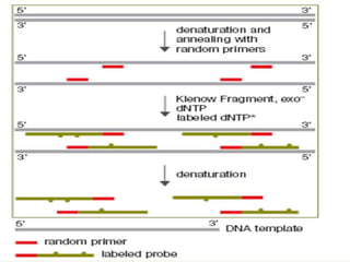 Labelling of dna | PPTX