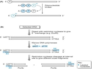 Labelling of dna | PPTX