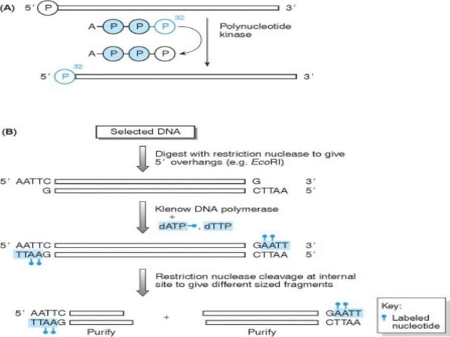 Labelling of dna | PPTX