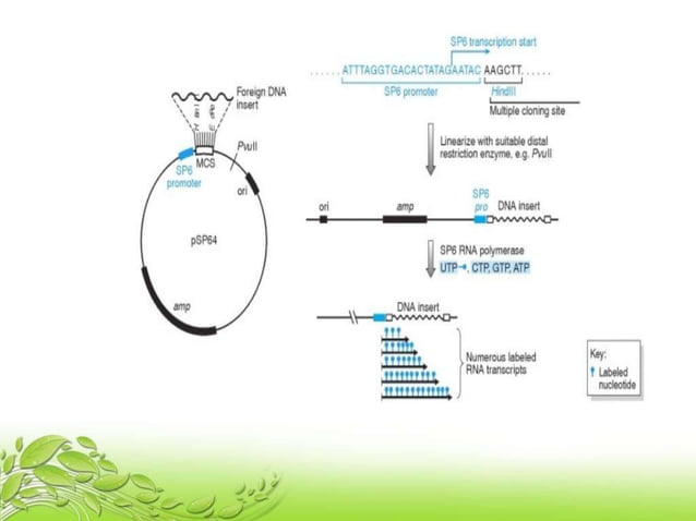 Labelling of dna | PPTX