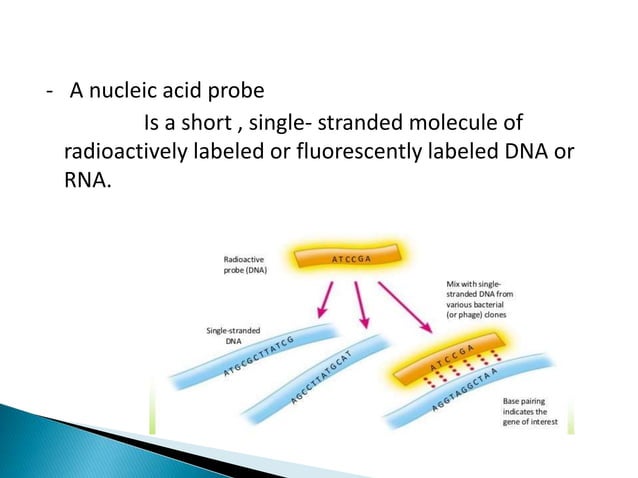 Labelling of dna | PPTX