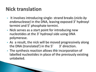 Labelling of dna | PPTX