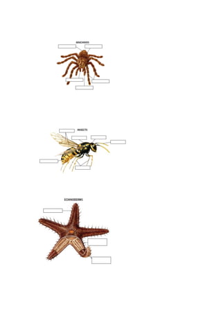 Label of invertebrates | PDF