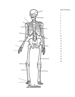 Biology - Label the bones | PDF